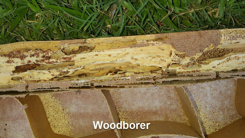 Interpest SA - Termite Control & Treatment Specialists - Homeimprovement4U