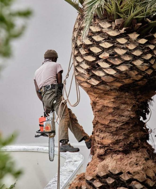 Global Tree Services - Tree Felling Services - Tree Cutting , Felling ...